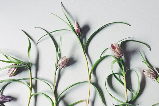 Stem of the Month: February – Catkin & Pussywillow